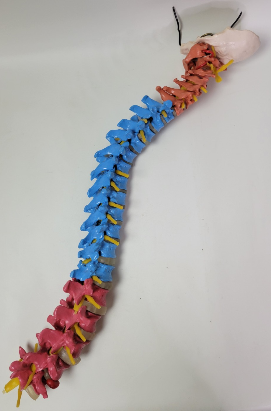 Anatomical Human Spine Flexible Spinal Cord and 50 similar items