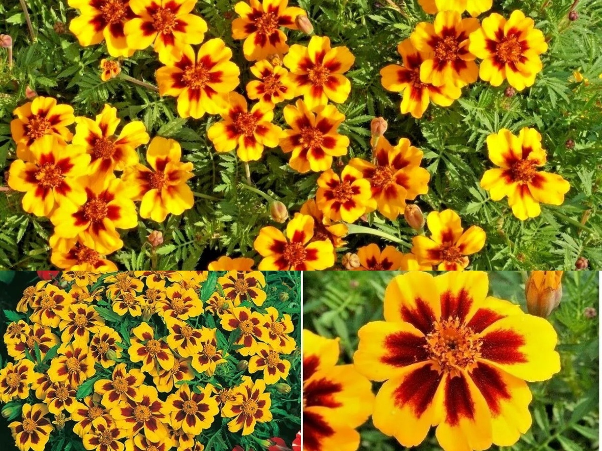 301+Naughty Marietta Seeds DWARF FRENCH MARIGOLD Garden Patio Container ...