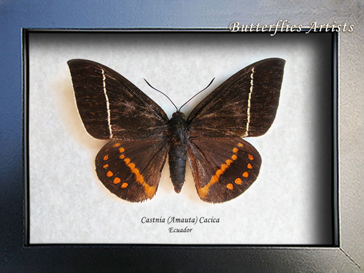 Castnia Amauta Cacica Real Sugar Cane Borer Moth Entomology Collectible ...