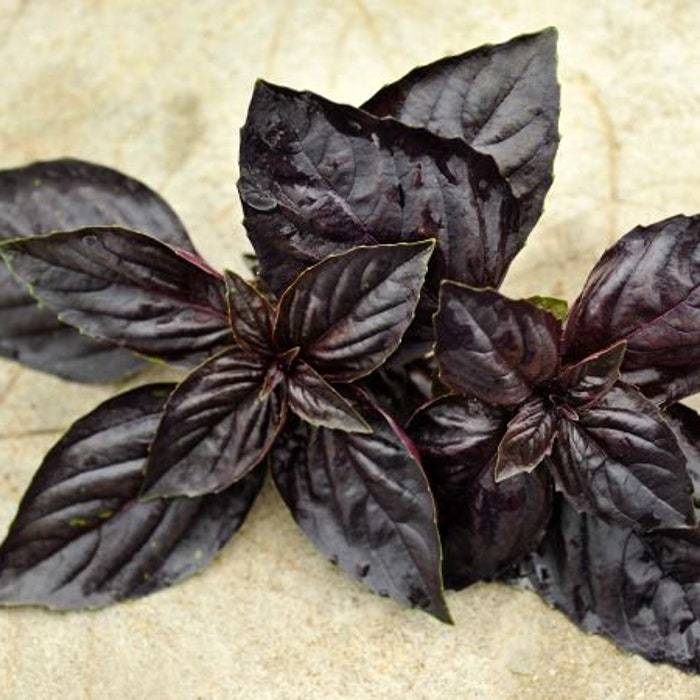 Red Genovese Basil (Ocimum Basilicum 'Freddy' - 25 Seeds Fresh For ...