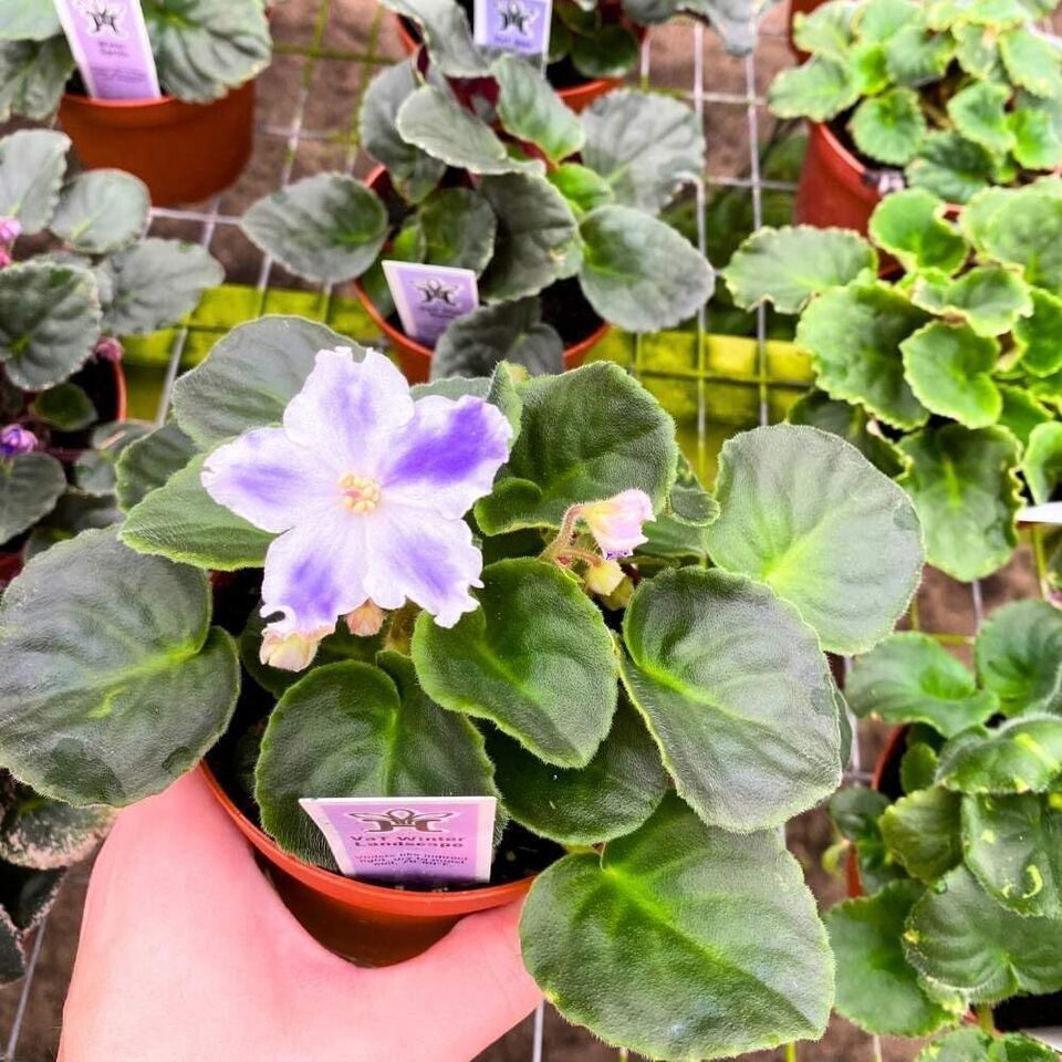 VaT Winter Landscape African Violet, 4 inch, Gesneriad Purple White ...