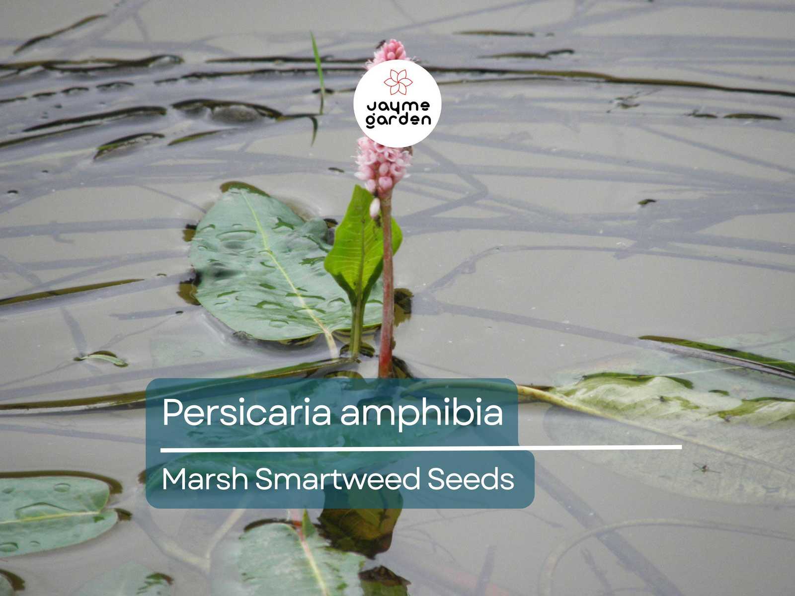 50 Seeds Persicaria Amphibia | Marsh Smartweed for Planting | Aquatic ...