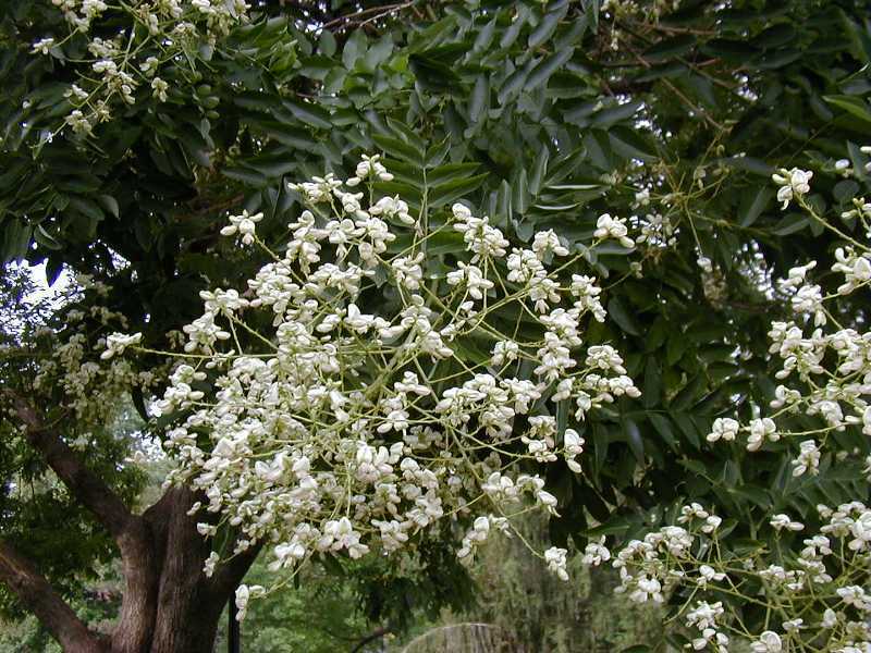 KKG Japanese Pagoda Sophora Japonica Tree Seeds Showy Fragrant Bonsai ...