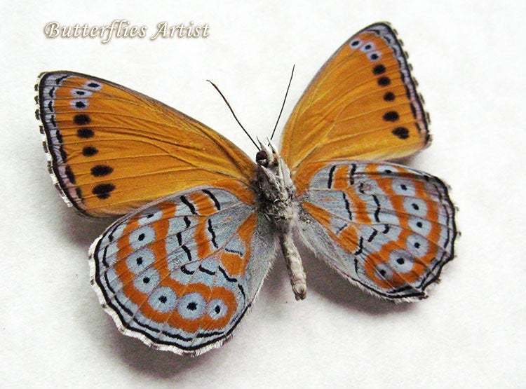 Real Butterfly Harlequin Crenis Pechuelli and similar items
