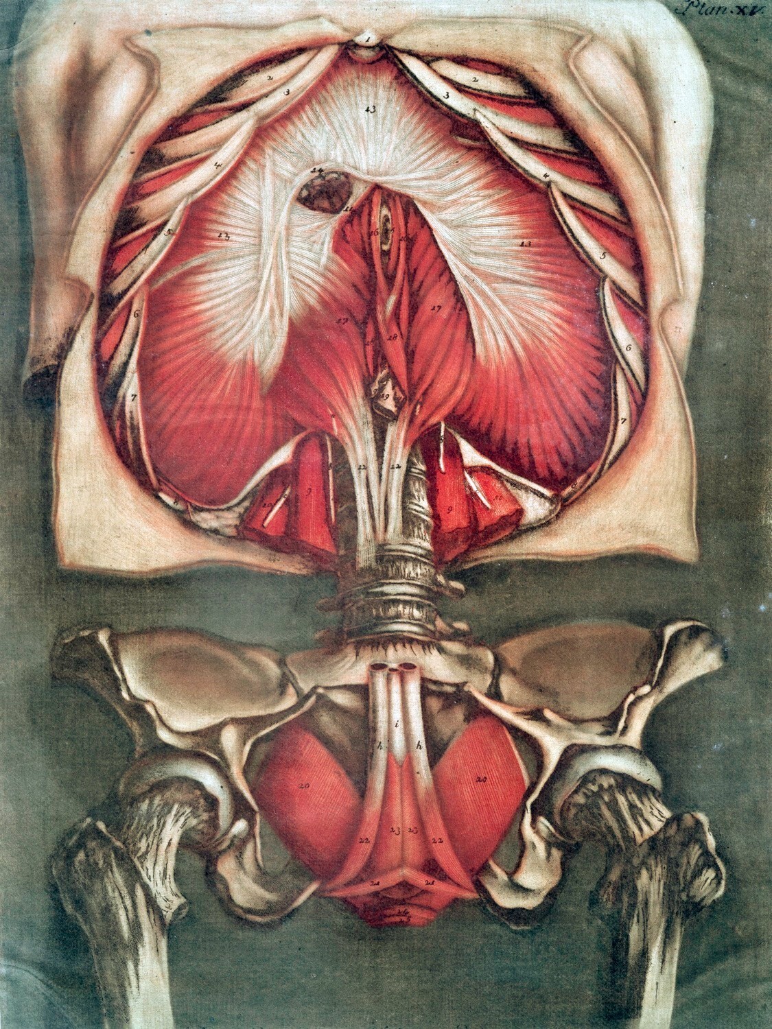 13349.Decor Poster.Home wall.Room interior vintage art design.Anatomy ...