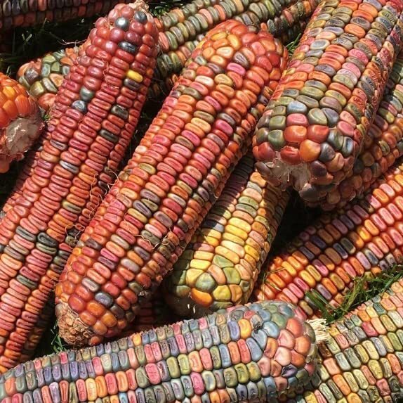 FMG Earth Tones Dent Corn Seeds For Planting 100 Seeds To Grow Planting ...