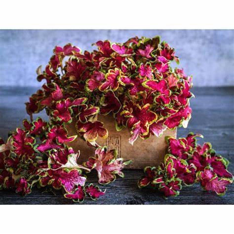 Coleus Colocha Rose, 35 Seeds R and 50 similar items