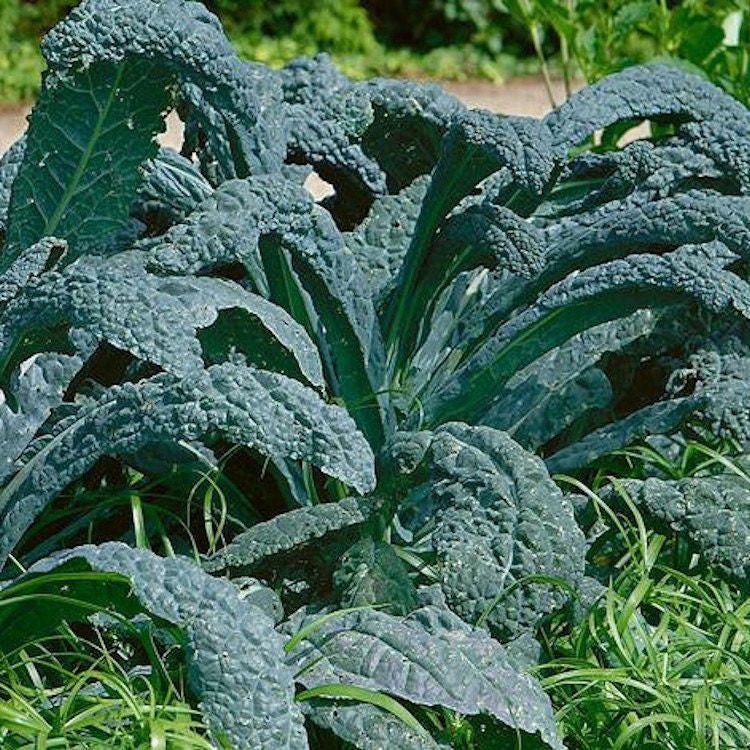 LKS Lacinato Kale Seeds Non-Gmo Heirloom Dinosaur Kaletuscan Home ...