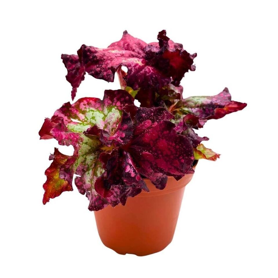 Harmony's Berrylicious Begonia Rex, 4 inch Newest Hybrid Extremely Pink ...