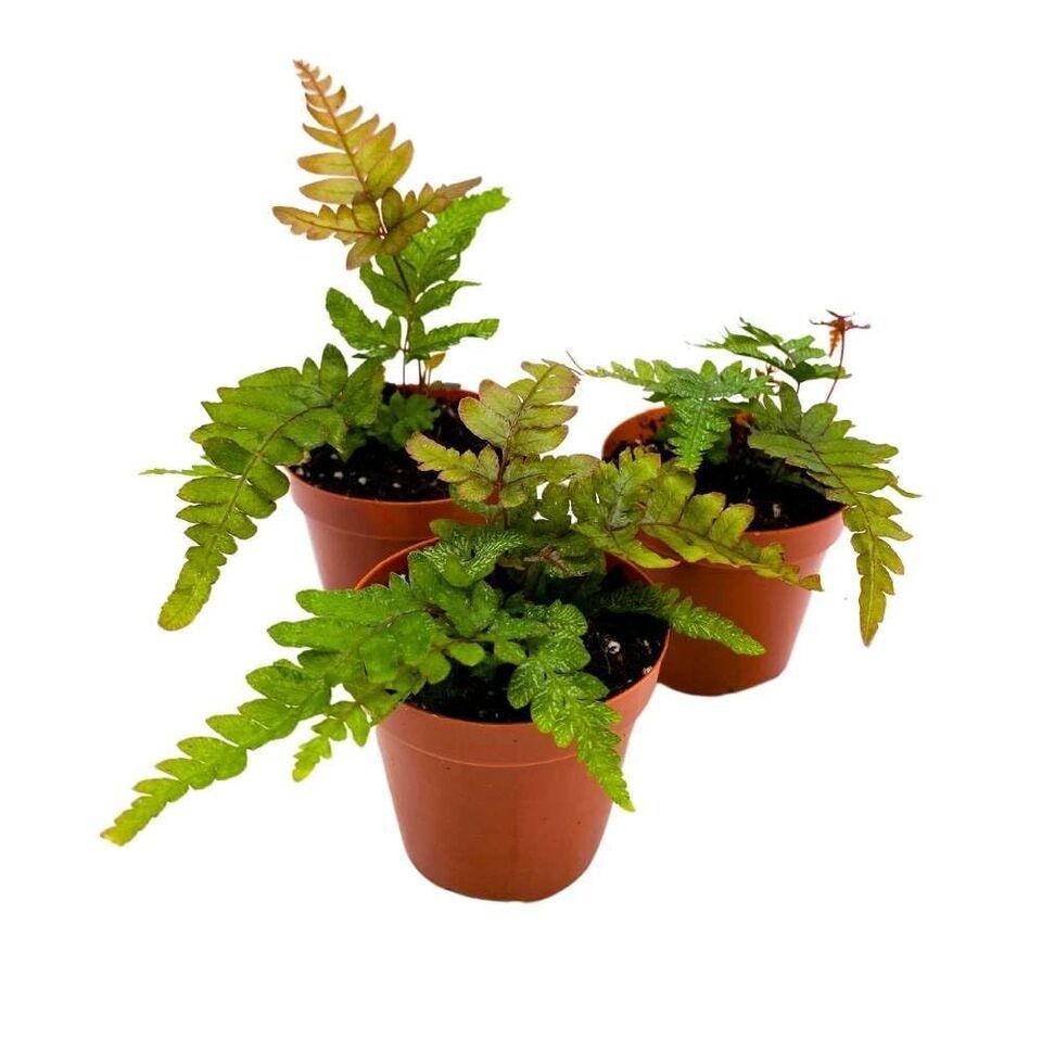 Mahogany Fern 2 inch Set of 3 Didymochlaena truncatula Tiny Mini Pixie ...