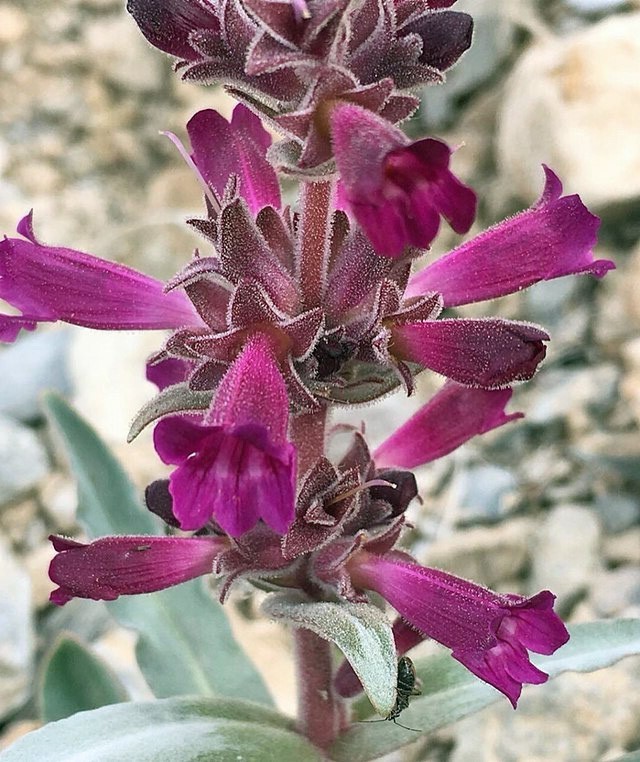 SMX Penstemon Monoensis Mono Penstemon 10 Seeds Indoor Gardening ...