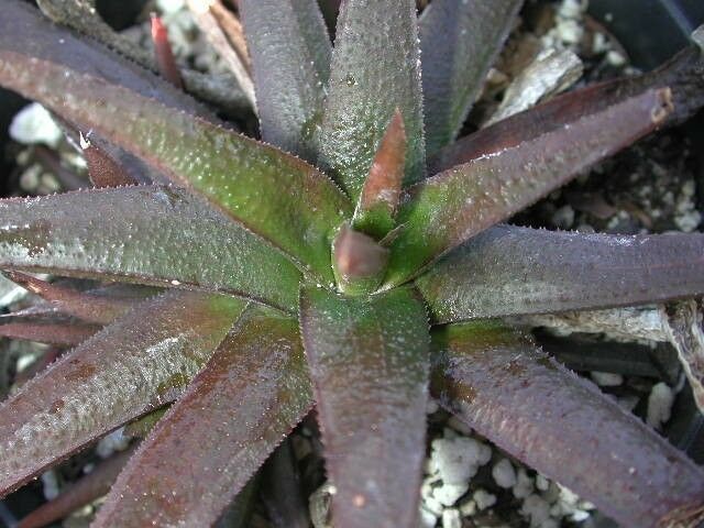 RARE GASTERALOE CV MIDNIGHT exotic black color succulent bonsai plant 4 ...