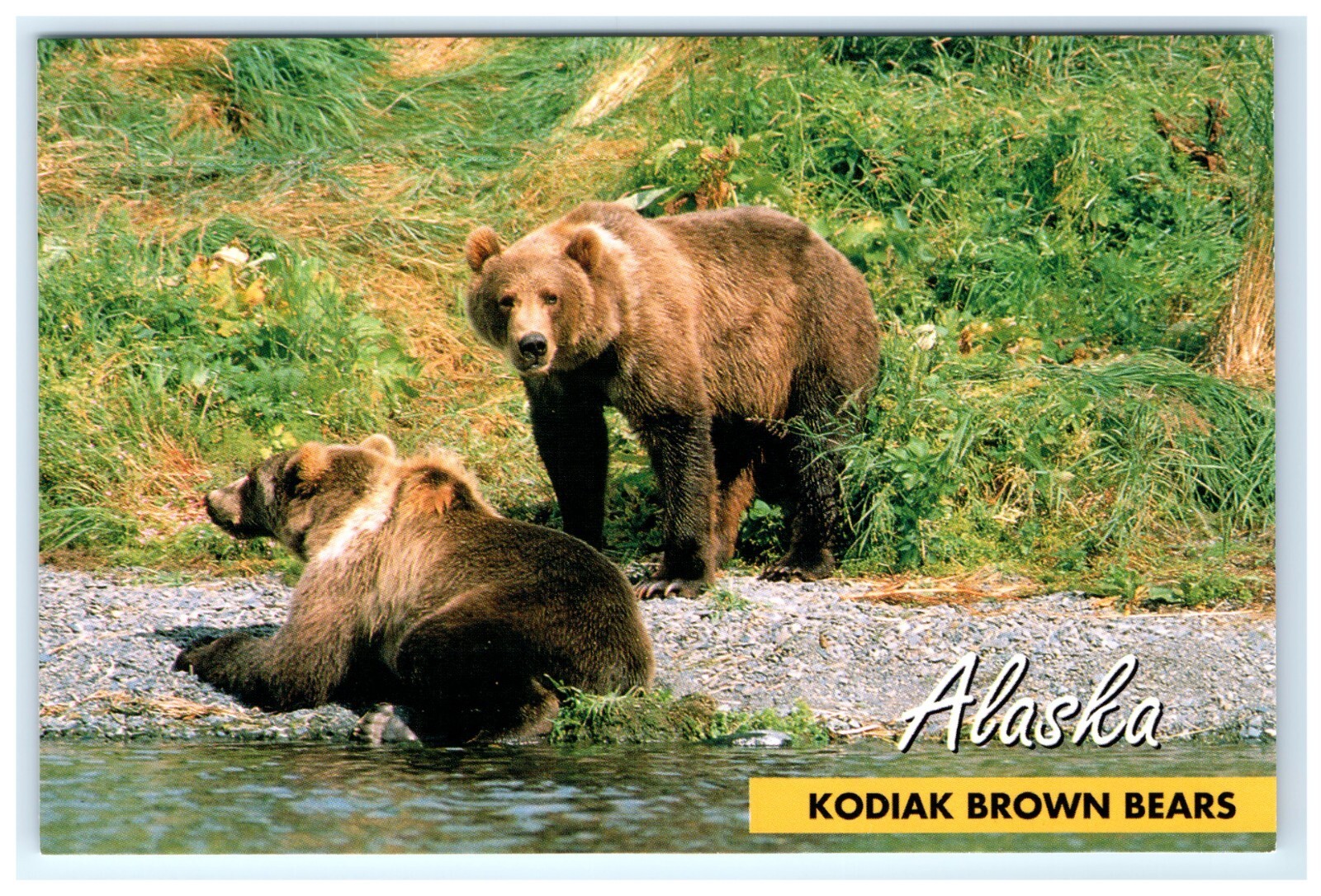 Kodiak Brown Bear AK Postcard - Topographical Postcards