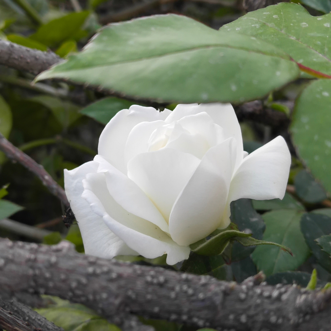 Rose Purely White European Flower 50 PCS Seeds - Seeds & Bulbs