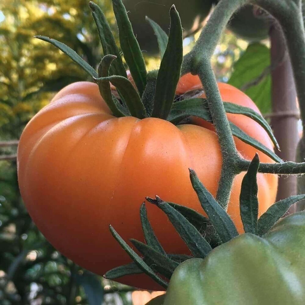 Garden Store 30 Seeds Kellogg'S Breakfast Tomato Seeds Heirloom Organic ...