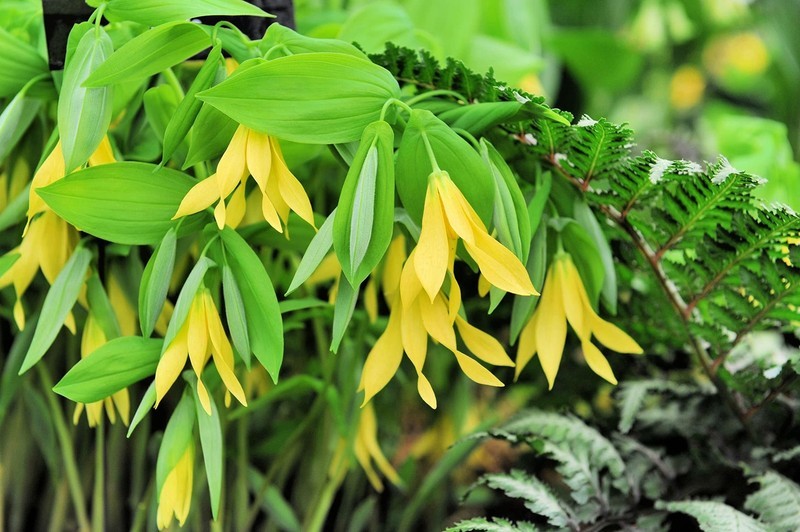 BRN Bellwort Seeds For Planting 10 Seeds Uvularia Grandiflora Weeping ...