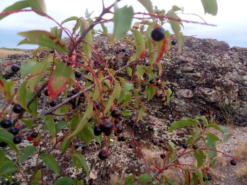 MBK 50 Prunus Serotina Black Cherry Tree Seeds Wild Cherry Bulk Seeds ...