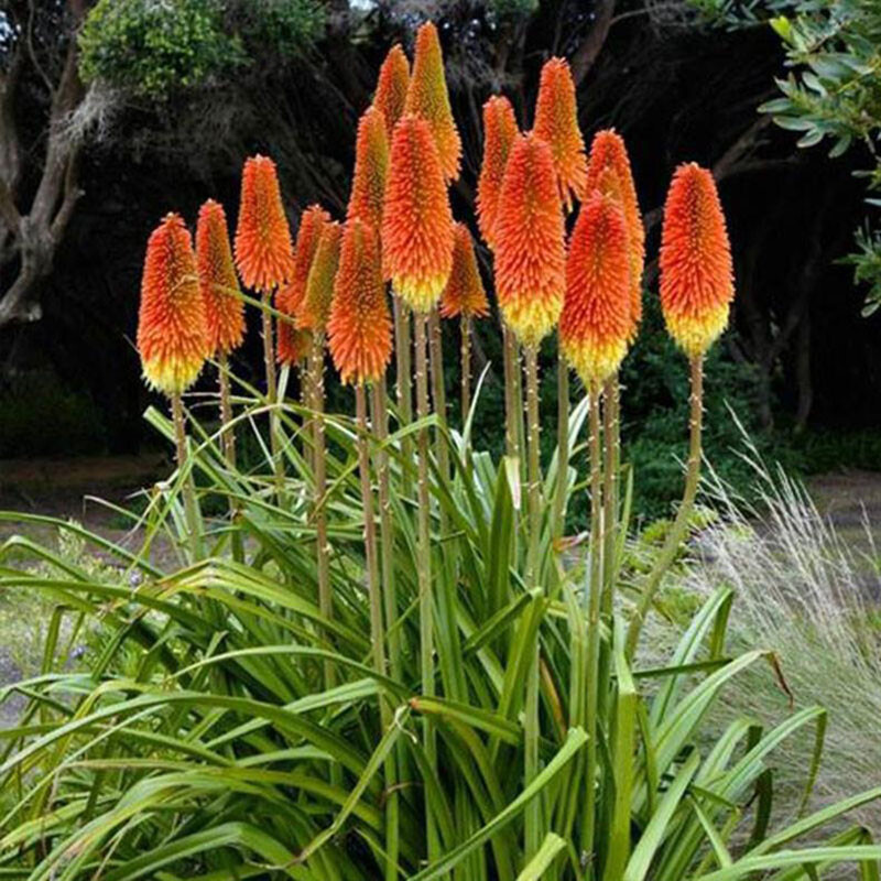 FMG Red Hot Poker Seeds 100 Kniphofia Uvaria Torch Lilly Perennial ...