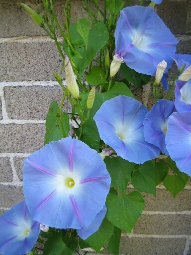 MX Ipomoea Tricolor Vine 30 Seeds Mexican Morning Glory Climber Ground ...