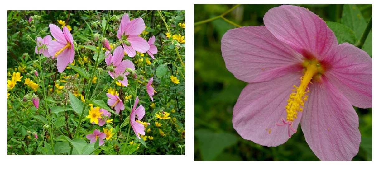 40 seeds Pink Swamp Seashore Mallow Kosteletzkya virginica Native ...