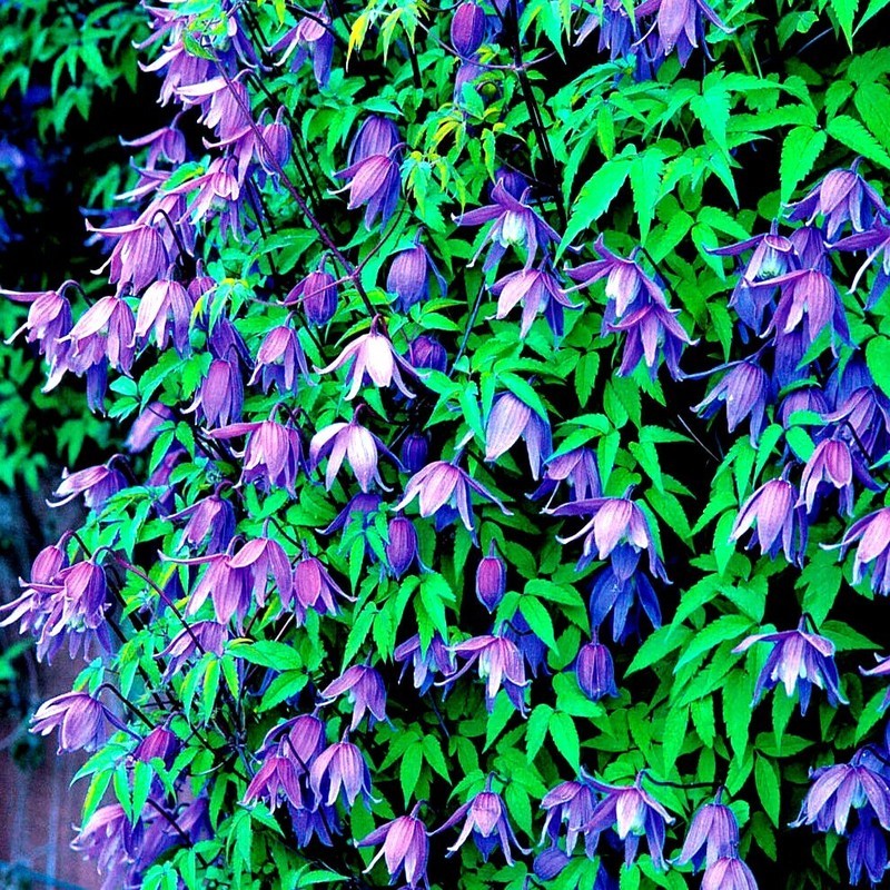 KKG 20 Blue Downy Clematis Macropetala Hybrid Flower Seeds Climber Vine ...