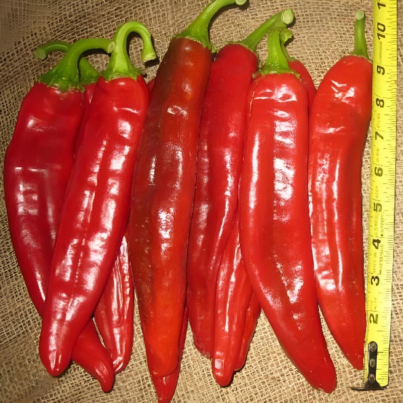FMG 75 Heirloom Numex Big Jim Legacy Hatch Chili Seeds Giant Mild Foot ...