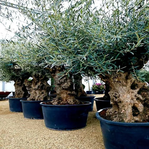 10 Canino Olive Tree Seeds (Olea Europaea) European Common Edible Fruit ...