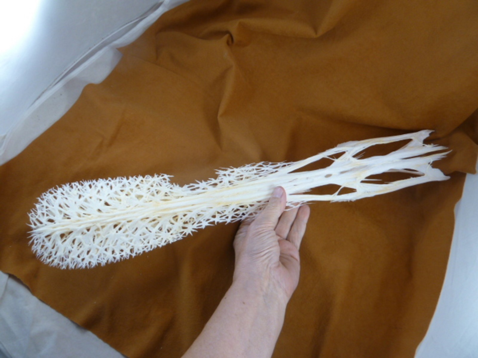 W3-p) 20" Paddlefish skeleton head bill Polyodon spathula spoonbill ...