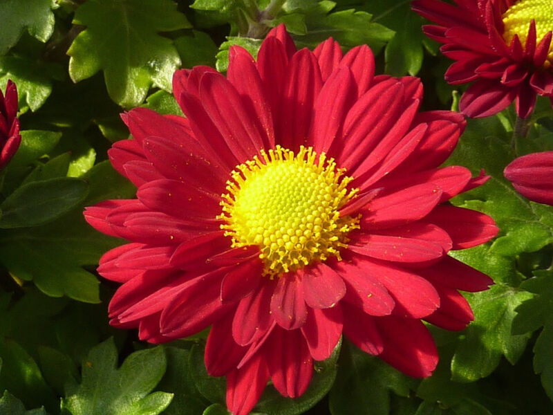 Garden Store 89 Seeds Red Robinsons Daisy Painted Chrysanthemum ...