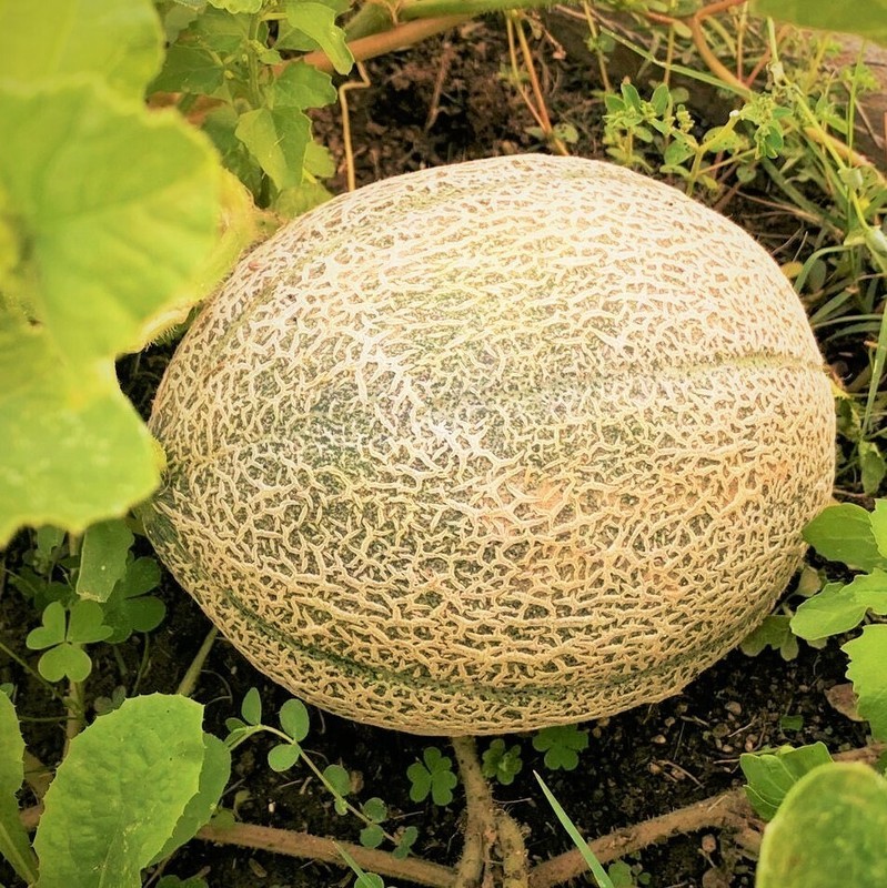 KKG Hale'S Best Jumbo Cantaloupe Seeds Nongmo Musk Melon Fruit Seed US ...