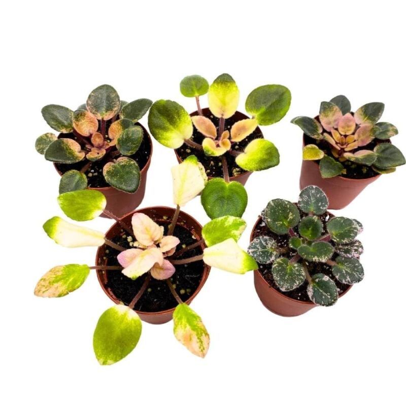 Harmony's Variegated African Violet Assortment 2 inch Set of 5Rare Mini ...