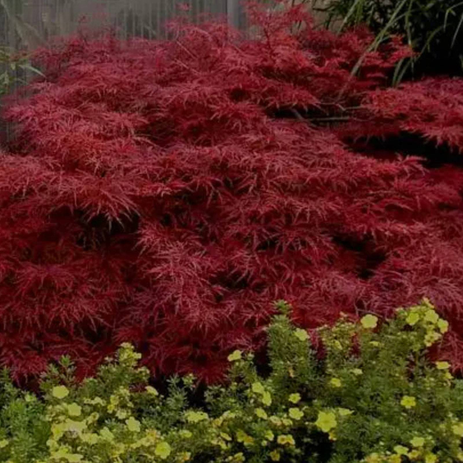 New Red Japanese Maple Tree Seeds Acer palmatum dissectum Red Dragon ...