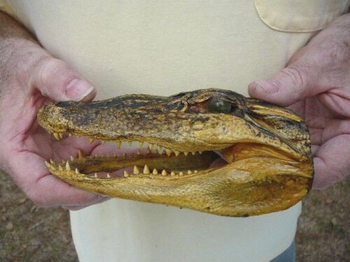 (G-Def-98) 6-1/8" Deformed Gator ALLIGATOR Aligator HEAD teeth ...