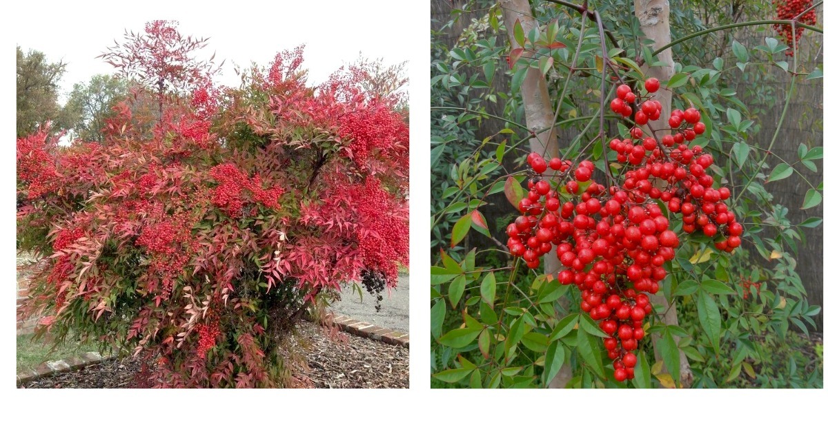 2.5" Pot, Heavenly/Sacred Bamboo Shrub, 6-10" Tall Live Plant, Nandina ...