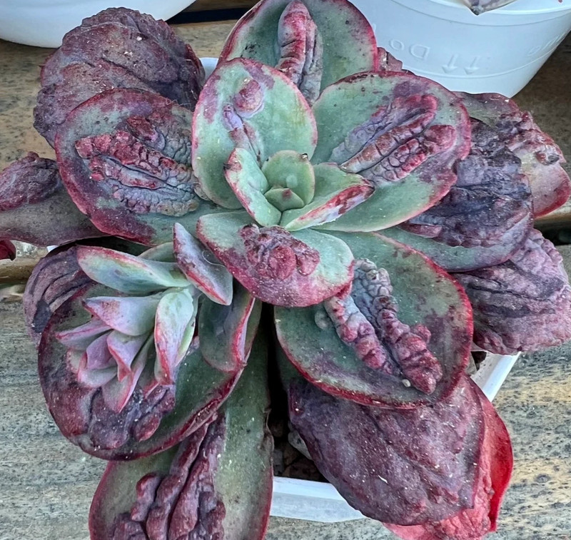 Echeveria ""Baron Bold"" Succulent Exotic Hen And Chicks Plant 50 Seeds ...