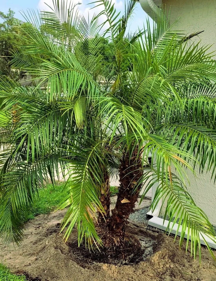 20 Dwarf Pygmy Date Palm Tree Seeds (Phoenix roebelinii) Great Indoor ...