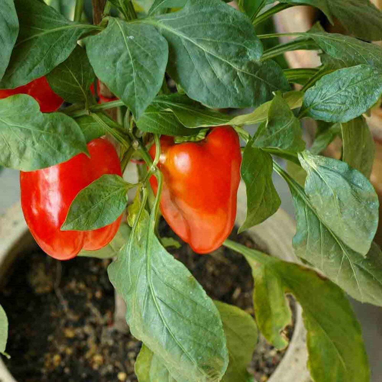 Jupiter Sweet Bell Pepper Seeds Open Pollinated Vegetable Seeds US Fast ...