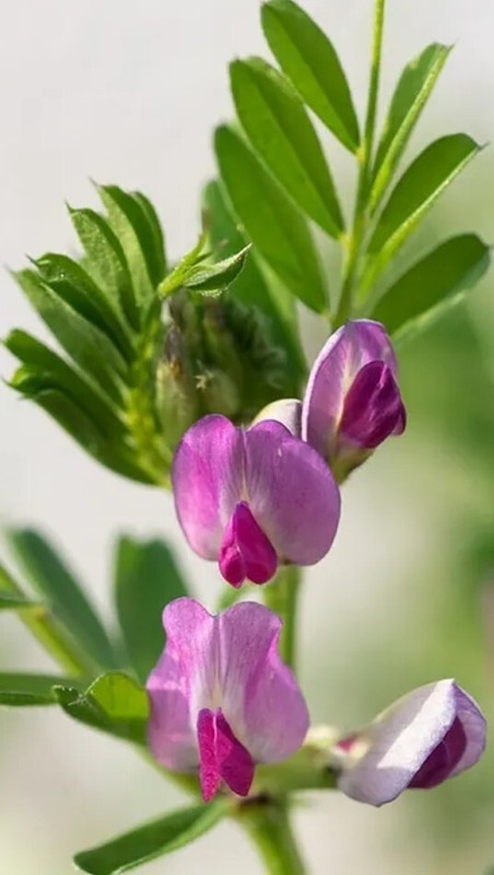 HT 50 Common Vetch Seeds Vicia Sativa Vegetable Tare Fresh Heirloom ...