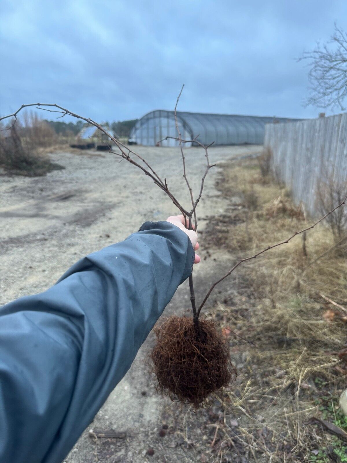 Carlos Muscadine Grape Vine - 2 Year Old Bare Root Live Plant - 1-2ft ...