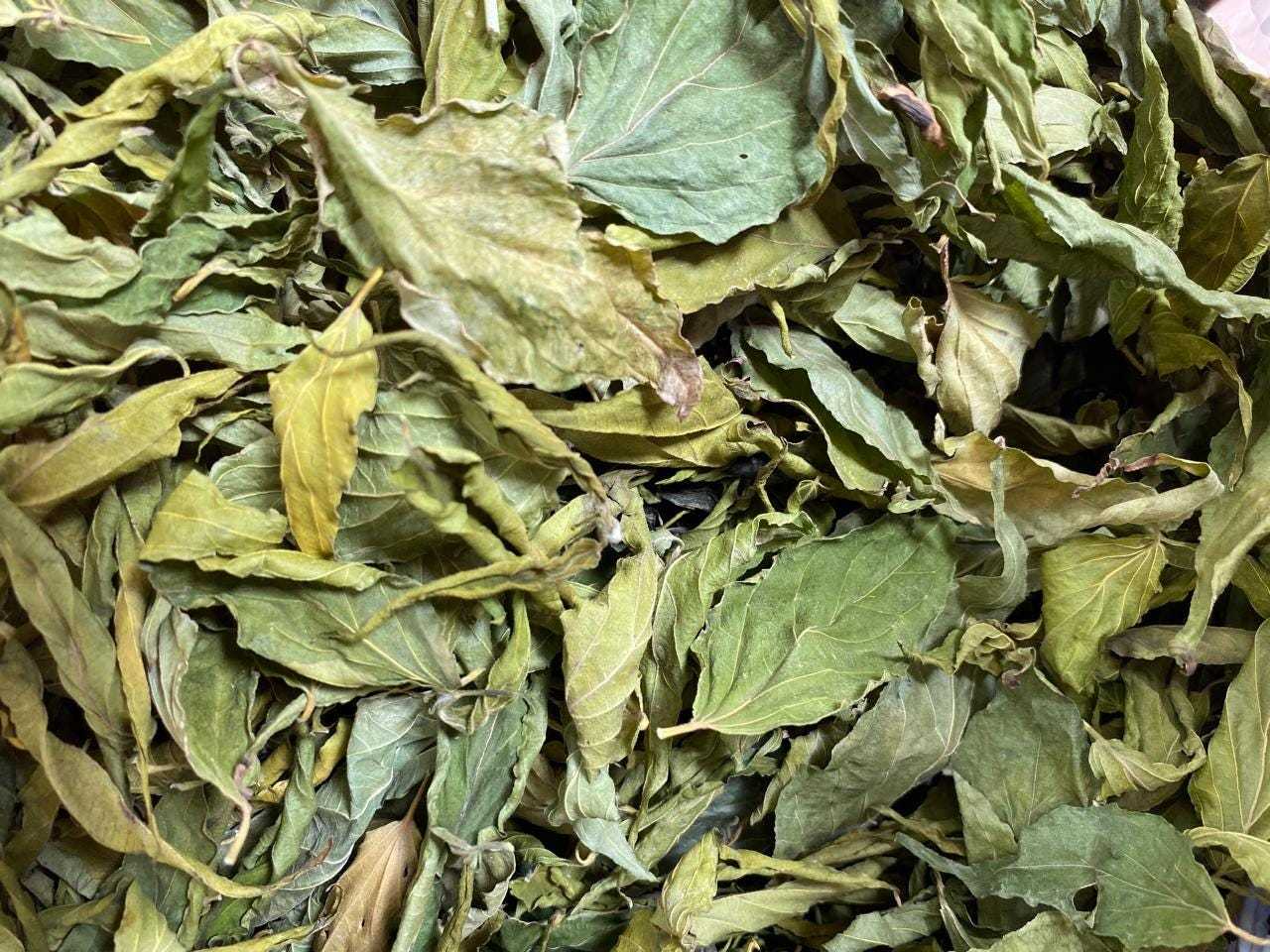 Daun Dandang Gulo/Gendhis - Clinacanthus and similar items