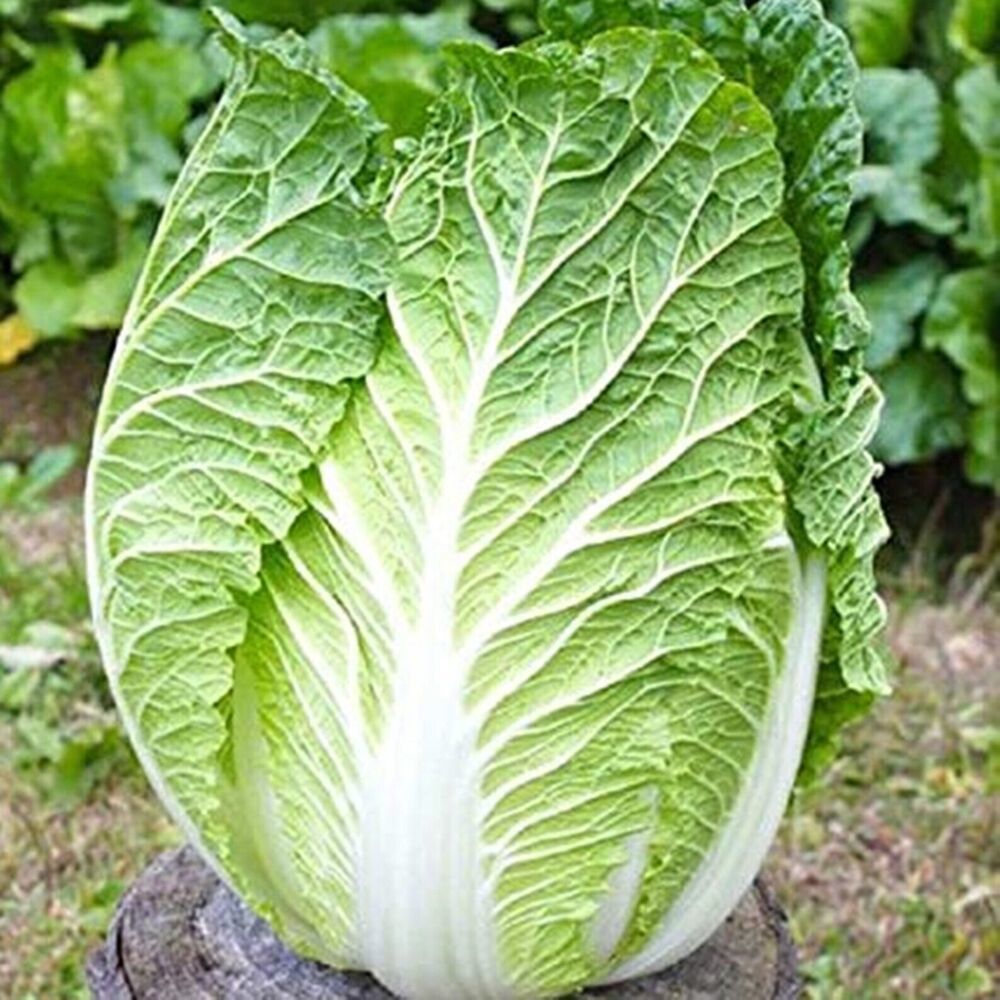 BStore 600 Kyoto No 3 Japanese Napa Cabbage Seeds Chinese Lettuce Bok ...