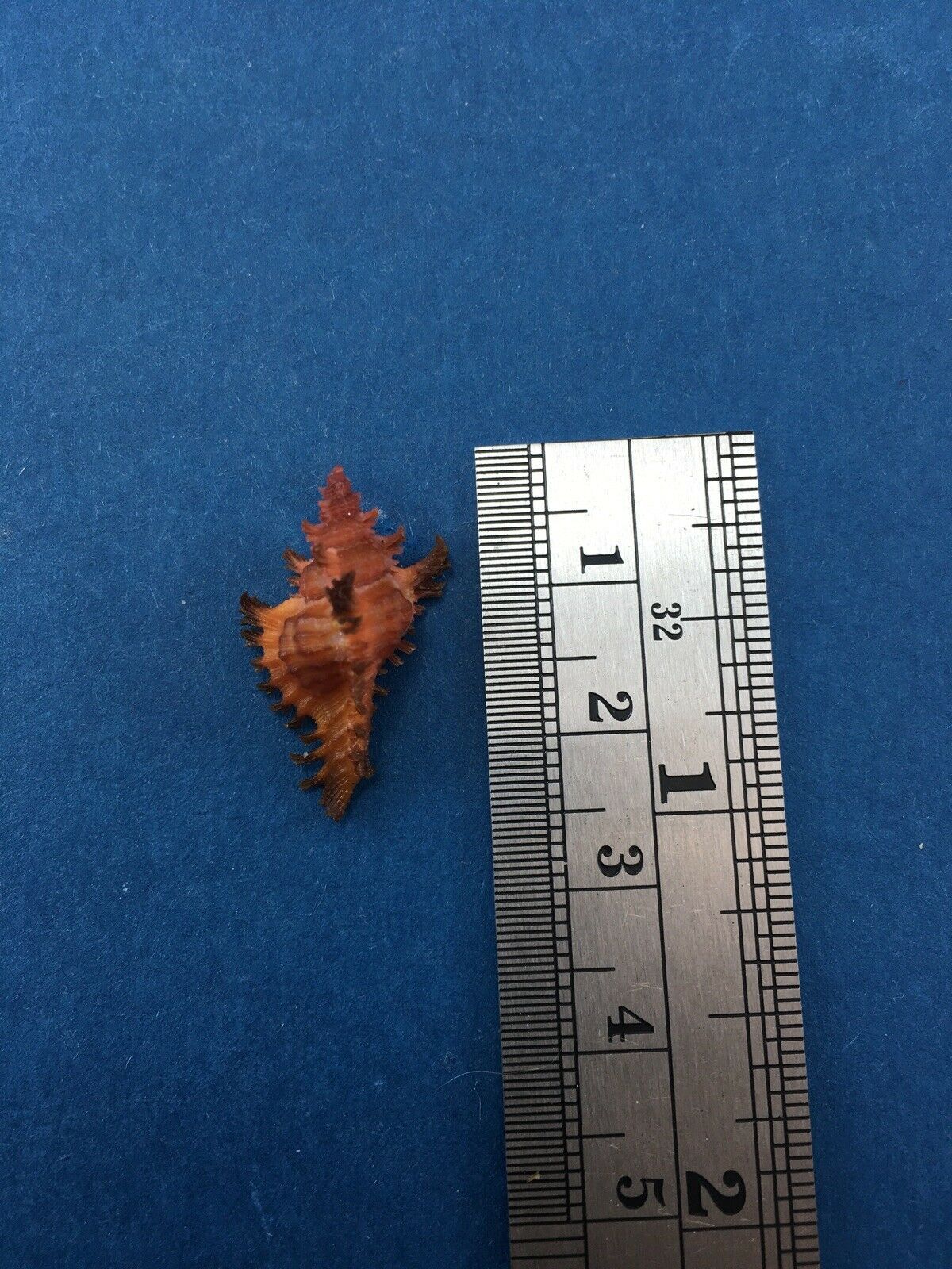 #24 23.1mm Chicoreus Strigatus Dived 20m Palawan Philippines Muricidae ...