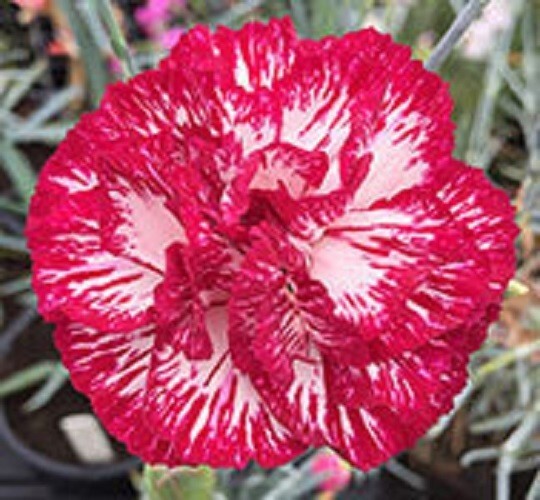 100 Audrey Robinson Carnation Seeds Dianthus Flowers Seed Flower ...