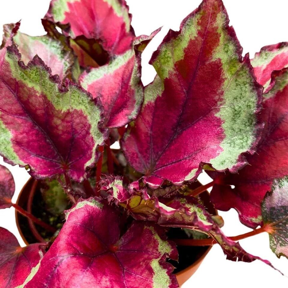 Begonia Rex Spitfire in a 4 inch Pot Pink and Gray - Plants & Seedlings