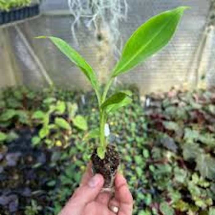 5 Double Mahoi Banana Plant Edible Double Headed Dwarf Cavendish ...