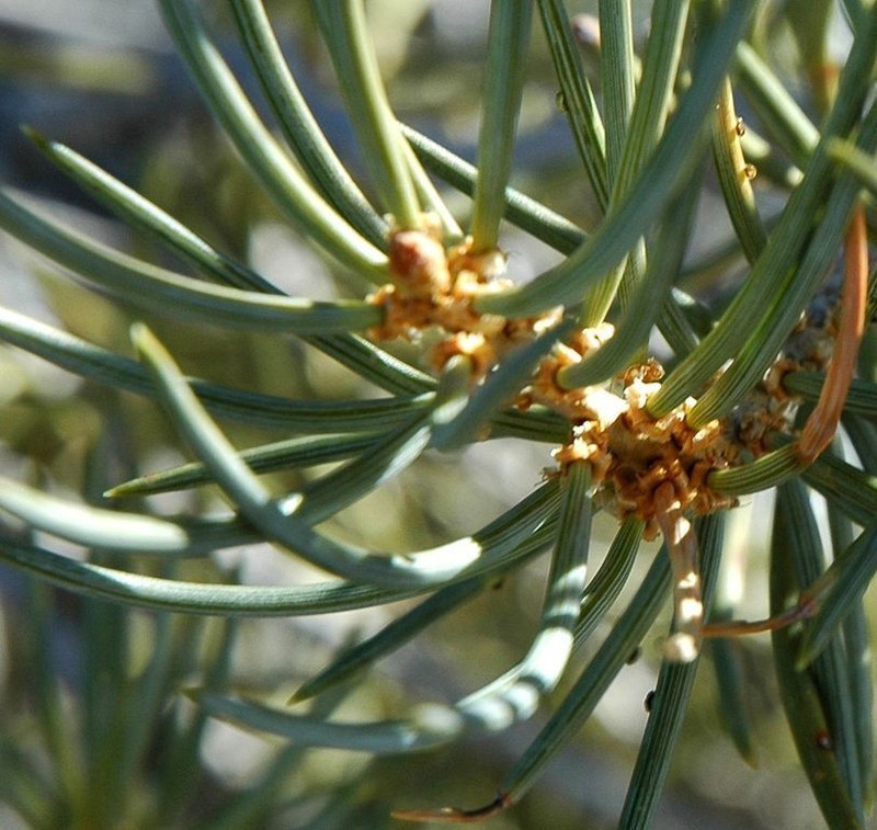 KKG Pinus Cembroides Monophylla Single Leaf Pine Tree Seeds Fresh ...