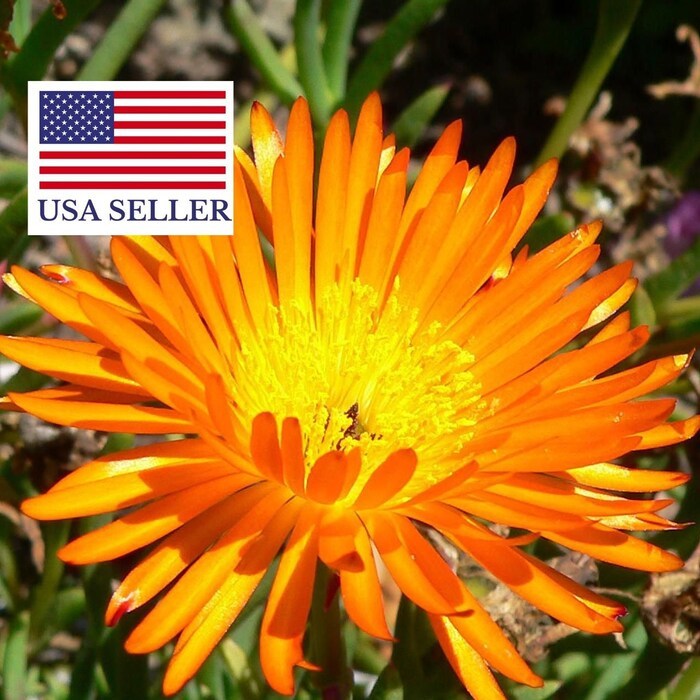 Lampranthus Aureus Orange Ice Plant Living Stone Succulent 10 Seeds ...