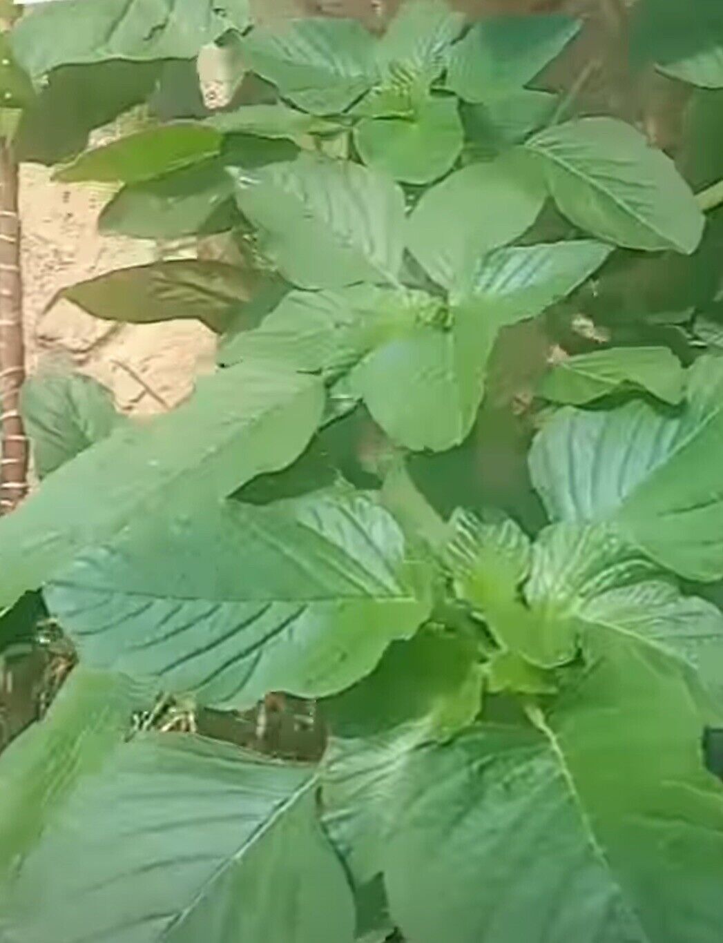 500 Seeds Leaf Amaranth Green Amaranth Jamaican Callaloo Yin Choi ...