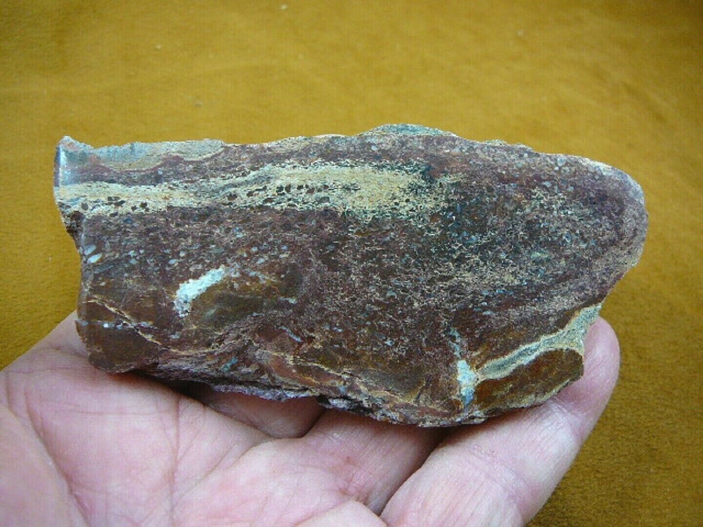 DF-368-11) 8 oz prime rib Fossil REAL DINOSAUR Bone Slice Jurassic ...