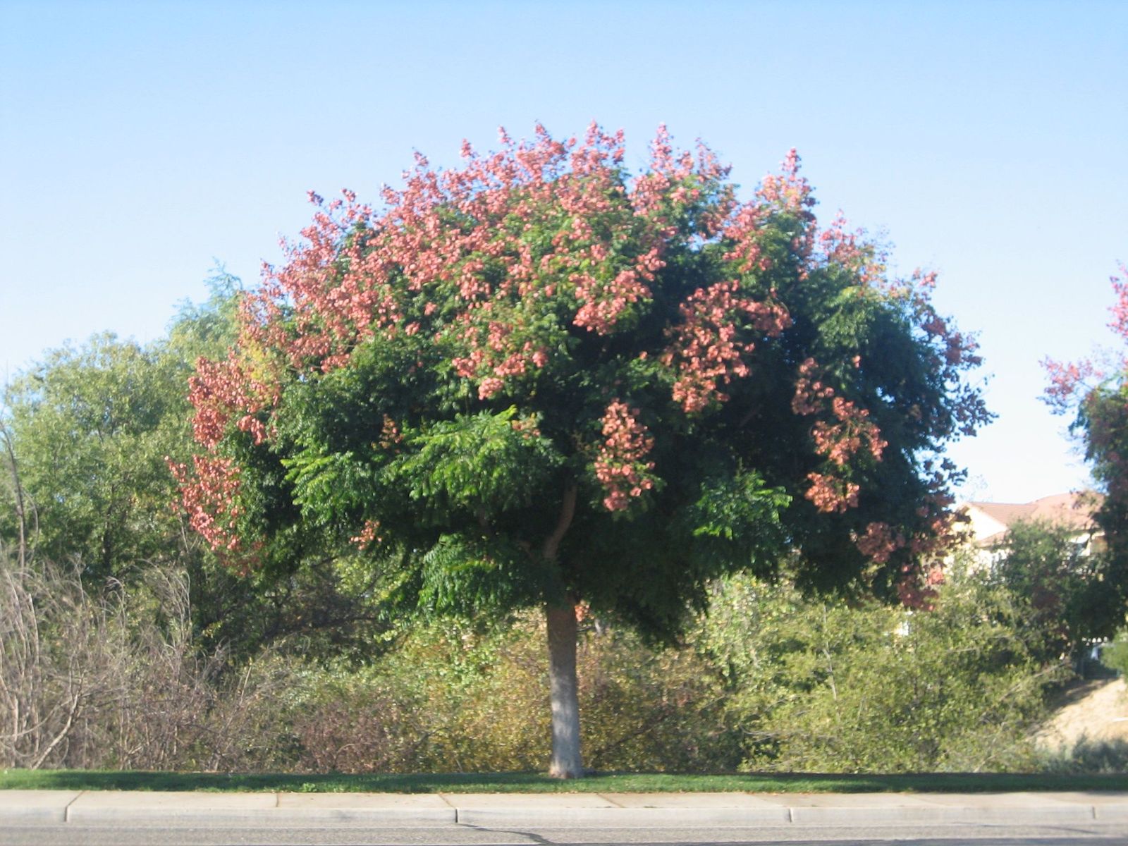 15 Seeds Koelreuteria Bipinnata Chinese Flame Tree Seeds - Seeds & Bulbs